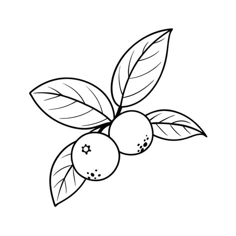 Huckleberry Fruit Line Art Vector Illustration Berry Design Coloring
