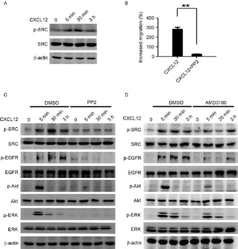 Cxcl12 Effects The Activation Of Egfr And Erkakt Via Src A