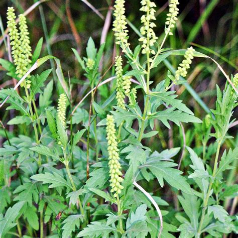 Medicine Health And You What Is Ragweed Allergy And What Are Its Symptoms