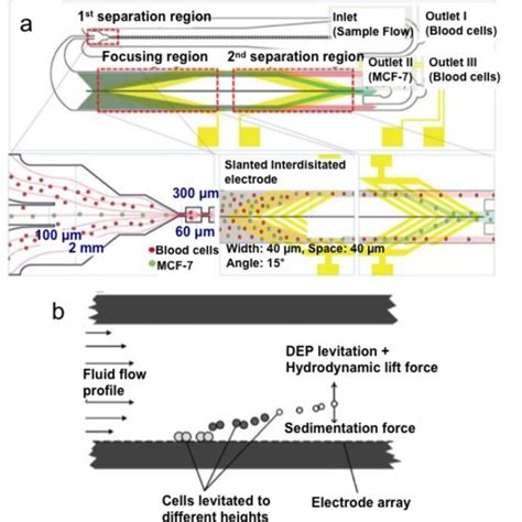Microfluidic Dep Devices For Cancer Cell Separation A A Continuous