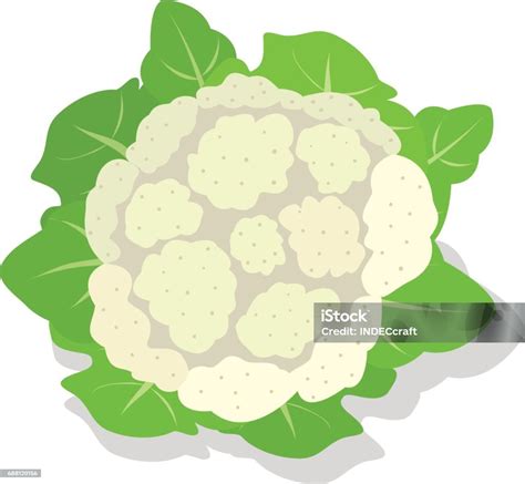 콜리플라워 꽃 양배추에 대한 스톡 벡터 아트 및 기타 이미지 꽃 양배추 벡터 수평 구성 Istock