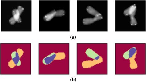 A Four Examples Of Generated Overlapping Chromosomes B Their