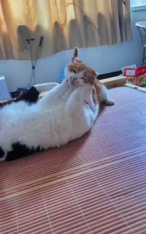 Cats🐱 On Twitter