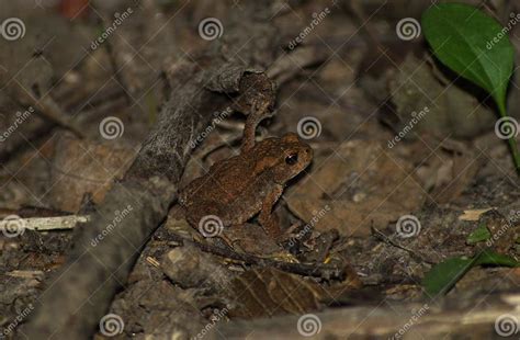 A Cute Small Toad Sits On The Surface Of The Earth With Fallen Leaves