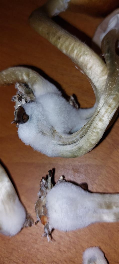 White Fuzz At The Base Of P Cubensis R Shrooms