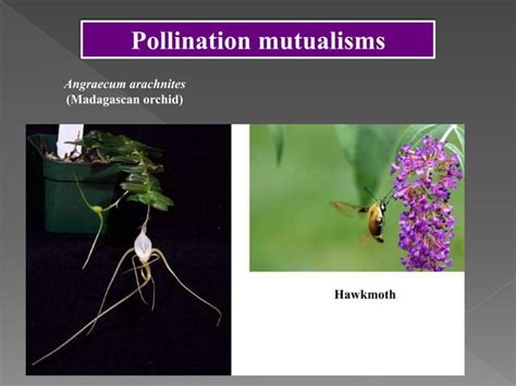 Mutualism And Neutralism Pptx