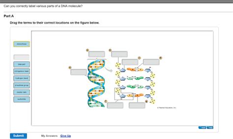 Solved Drag The Terms To Their Correct Locations On The