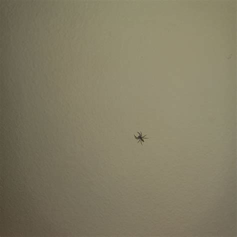 What Spider Is This Is It Harmless Rwhatsthisbug