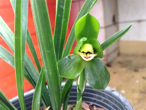 達摩蘭園 Da Mo Orchids 環球荷鼎開花