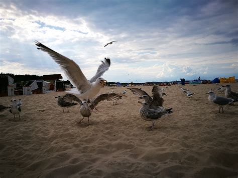 무료 이미지 바닷가 하늘 새 갈매기 해조 구름 대양 바다 비행 모래 부리 휴가 Charadriiformes 야생 생물 대군 관광 여행 사진술