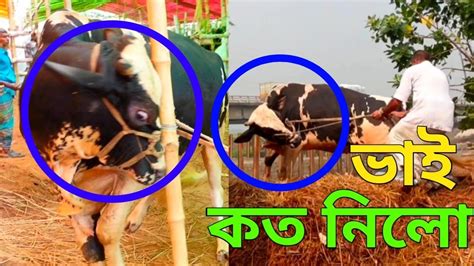 পাগলা গরু Bhai Koto Nilo Ashulia Gorur Hat 2024 Part 2 Qurbani Cow