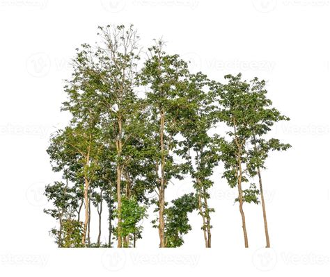 Green Trees Isolated On White Background Forest And Leaves In Summer