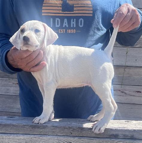 Female Pointer Pup