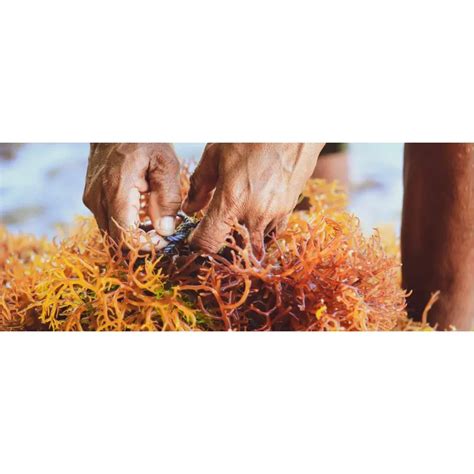 کاراگینان نوبل کمیکال