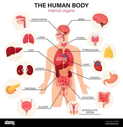 Human Body Internal Organs Diagram Flat Infographic Poster With Icons