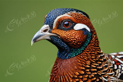 有蓝色和橙色的头部和绿色的背景高清图片下载 红动中国