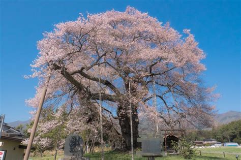 お彼岸本当の意味って何をするの由来や食べるものを解説 Skima信州 長野県の観光ローカルメディア