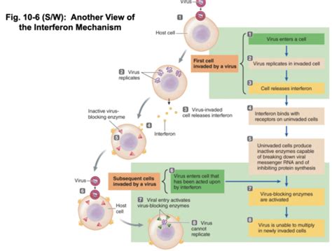 ANP1115 Midterm 2 Immune And Respiratory Systems Flashcards Quizlet