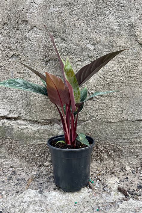 Apoballis Acuminatissima Lavallaei 4 Sprout Home