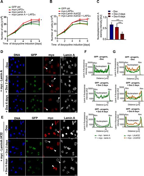 Re Expression Of Lap2α In The Presence Of Nucleoplasmic Lamins Does Not