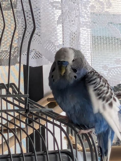 3 Week Vacation Rbudgies