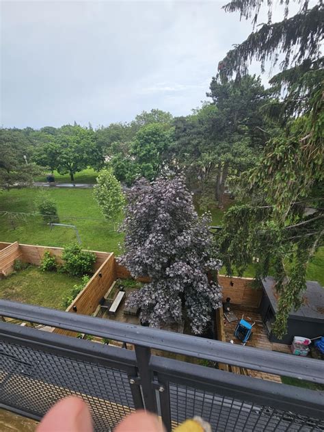 Entire Japanese Maple Tree Is Covered In Fungus Whats The Best Way To