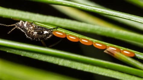 White Pine Aphid Laying Eggs Cinara Strobi Bugguide Net