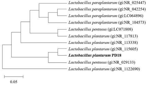 Pharmaceutics Free Full Text Postbiotic Metabolite Of