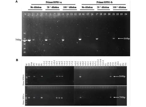 Primer Testing And Candidate Specific Primer Verification Download Scientific Diagram