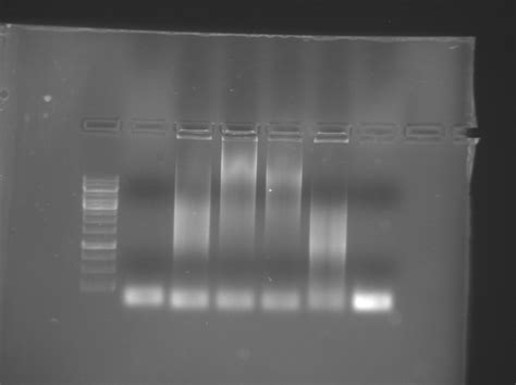 Troubleshooting Site Directed Mutagenesis Of A Large 10kb Plasmid Researchgate