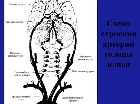 Сегменты позвоночных артерий схема Фотоподборки 1