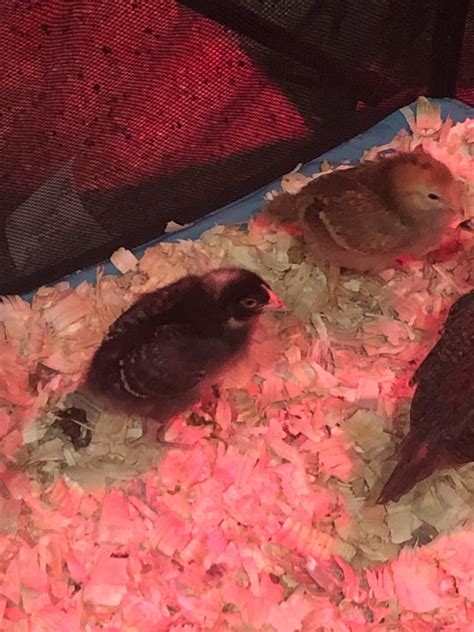 Midnight Majesty Maran From What Ive Read The Barring Seems Very Sex Linked Even As Chicks