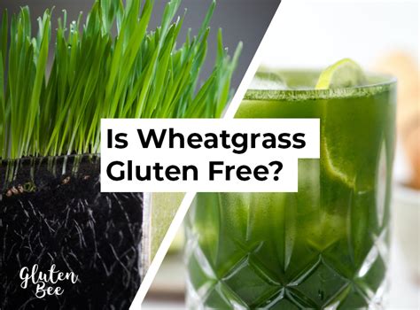 Is Wheatgrass Gluten Free Glutenbee