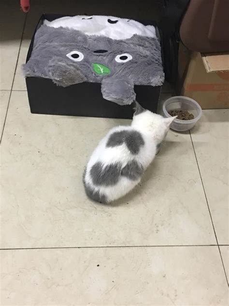 有没有懂猫的大神 知乎