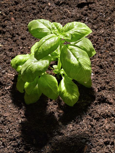 Basilic En Terre Planted Basil Photograph By Studio Photocuisine
