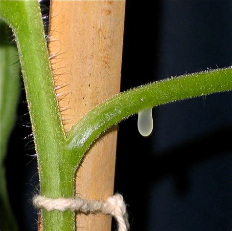 Héo xanh vi khuẩn