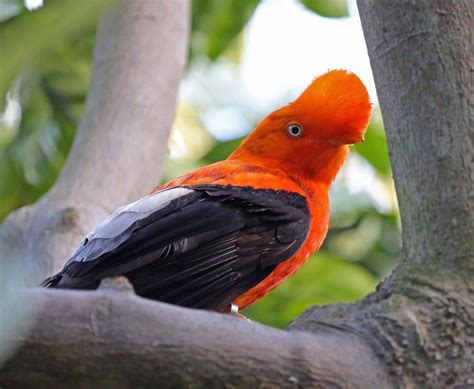 Pictures And Information On Andean Cock Of The Rock