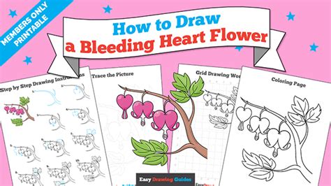 How To Draw A Bleeding Heart Flower Really Easy Drawing Tutorial