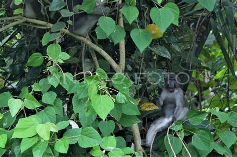 Kera Hitam Khas Sulawesi Antara Foto