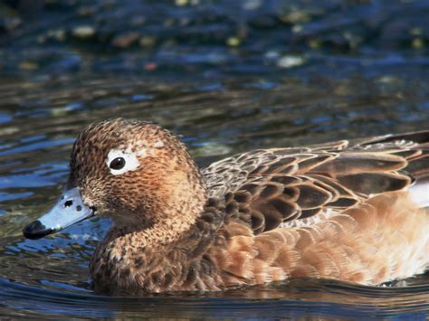 新 撮れたて野鳥写真館 2024年3月13日 水 ヒドリガモとヒメウとユリカモメ