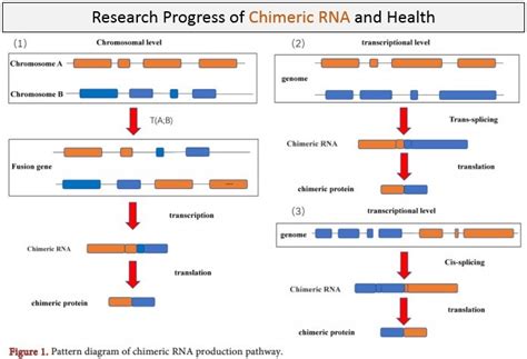 Research Progress Of Chimeric Rna And Health
