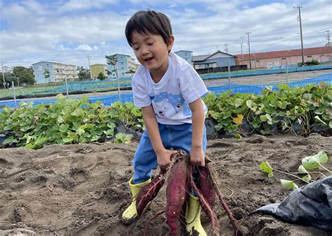 安納芋の育て方を初心者でも分かるようにプロが教えます 五島商店 佐藤の芋屋