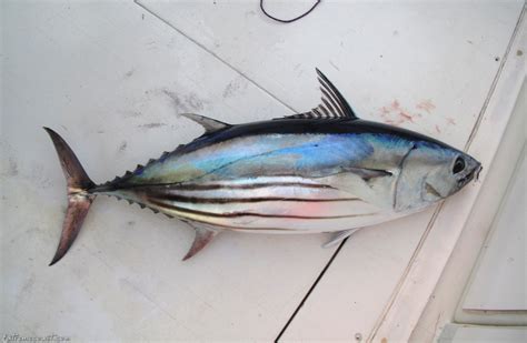 Skipjack Tuna