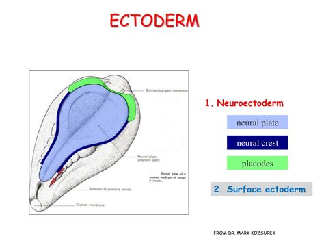 Ppt Early Human Embryonic Development Stages And Mesoderm Formation Powerpoint Presentation