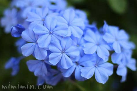 ルリマツリの花言葉・名前の由来・花の写真 みみみんブログ