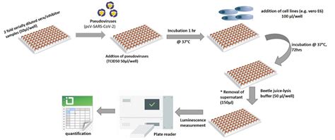 Neutralization Assay