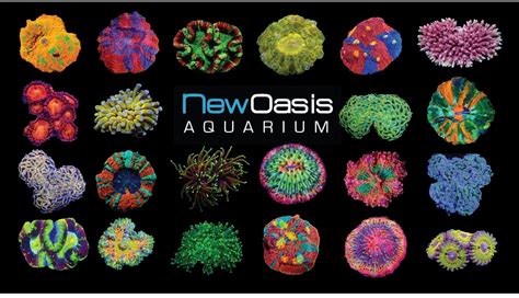 The Polyps World We Recommended This Product Biological Filtration Is The Number One Key To A