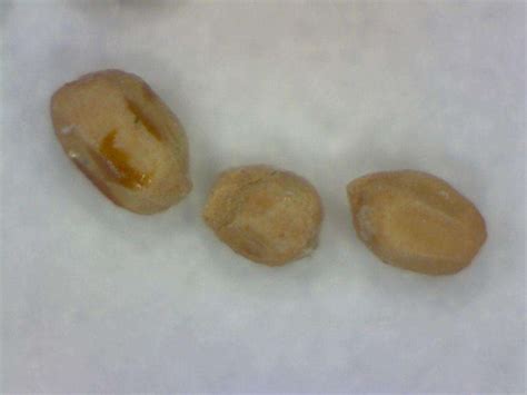 More Drywood Termite Frass Foothill Sierra Pest Control