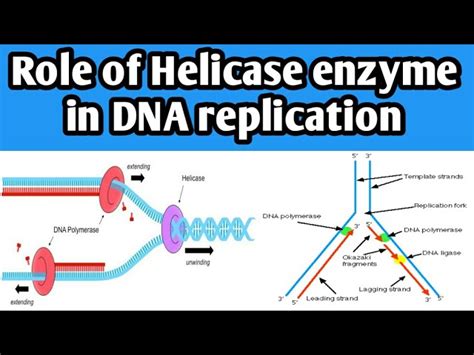 Helicase Enzyme Dna Helicases Structure Superfamilies And