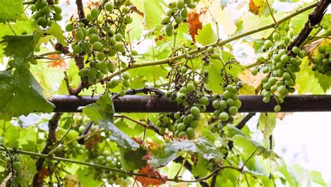 Como Plantar Uva No Quintal De Casa 10 Passos